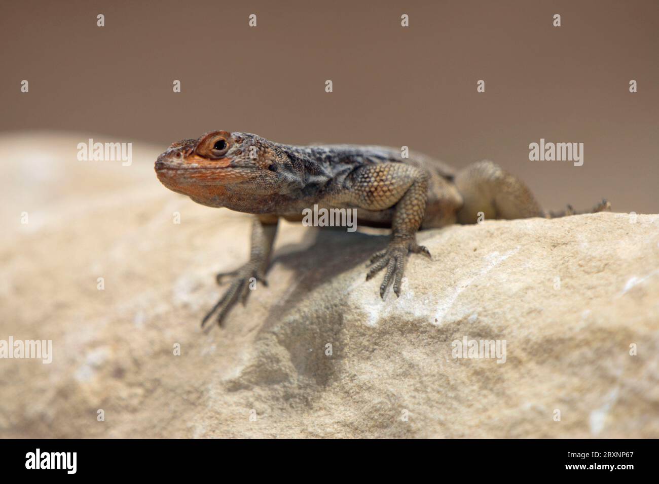 Grandidier`s Spiny-tailed Iguana (Oplurus grandidieri Stock Photo - Alamy