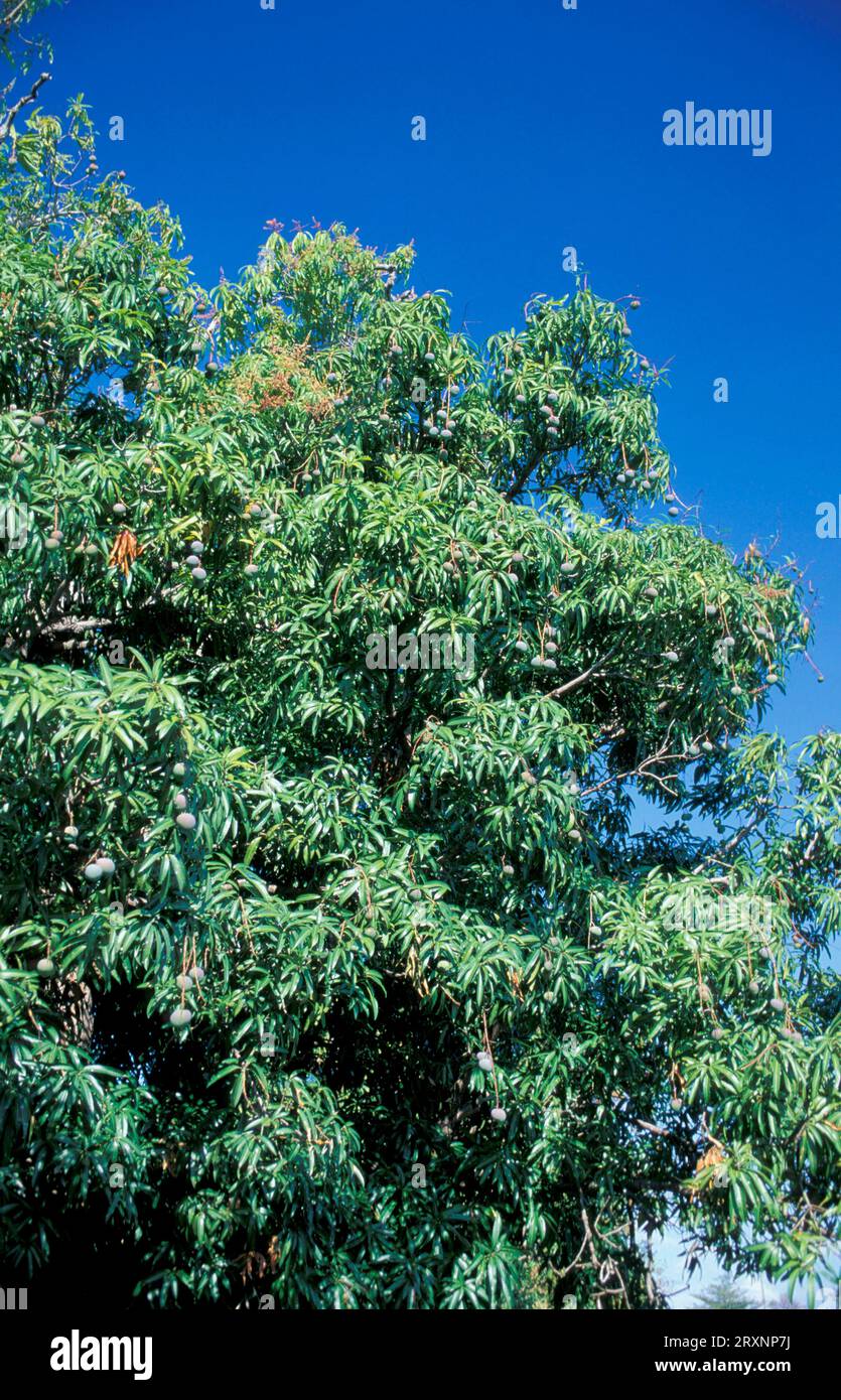Mango (Mangifera indica) tree, Madagascar Stock Photo - Alamy