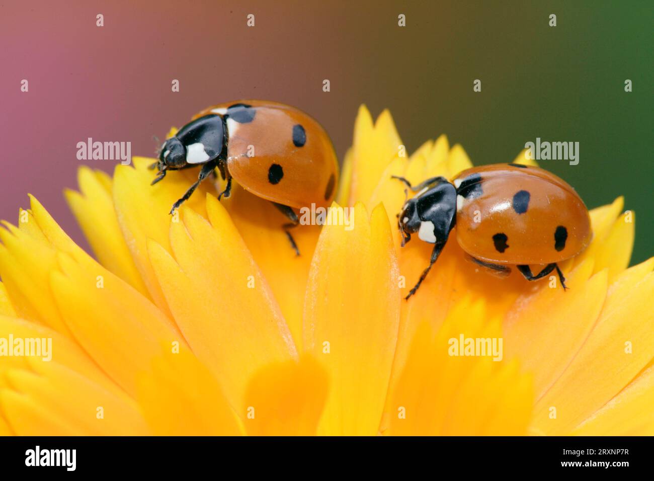 Couple ladybirds hi-res stock photography and images - Alamy