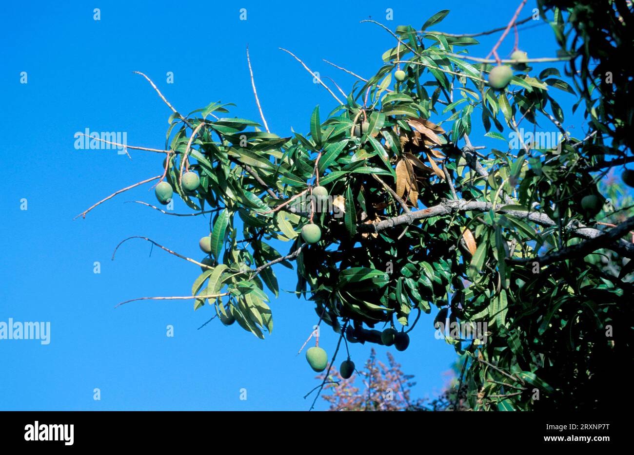Mango tree mangifera indica fruits hi-res stock photography and images ...