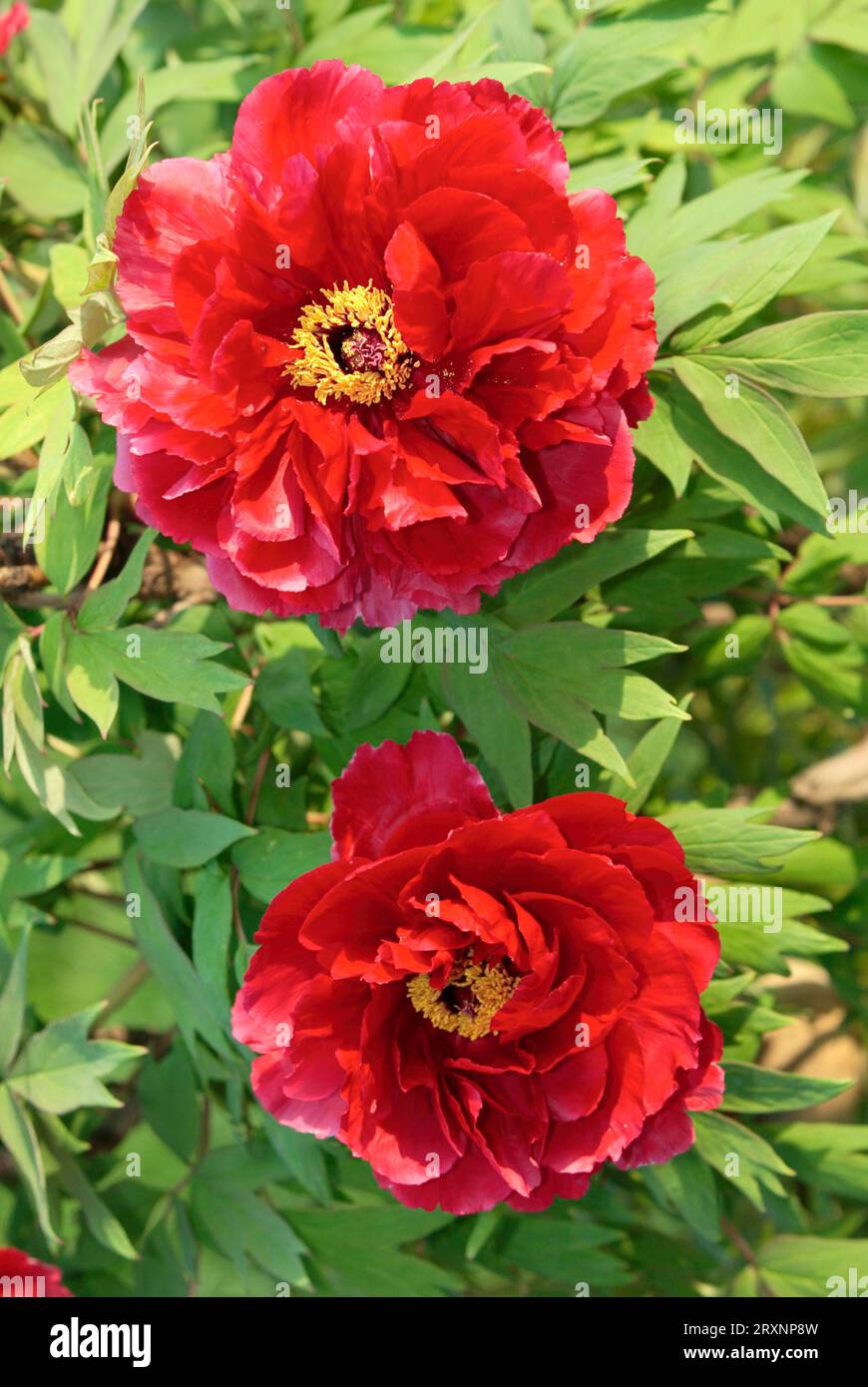 Peony (Paeonia foemina), peony rose, peony, peony family, Paeonaceae ...