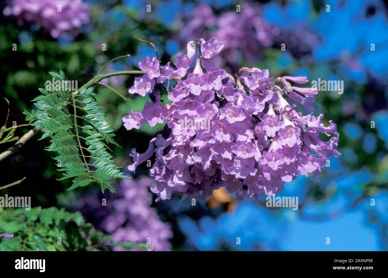 Blue Jacaranda (Jacaranda mimosifolia), blossoms, South Africa Stock ...
