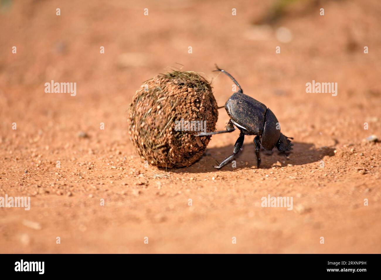 Dung beetle rolling ball of elephant dung, Madkiwe national park, South ...
