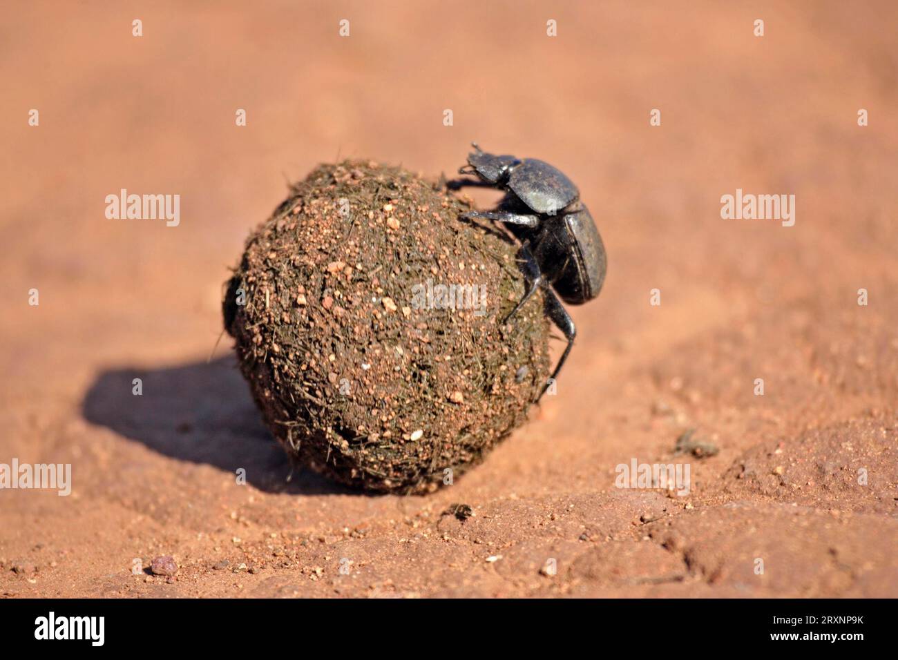 Dung Beetle on elephant dung, Madkiwe National Park, South Africa ...