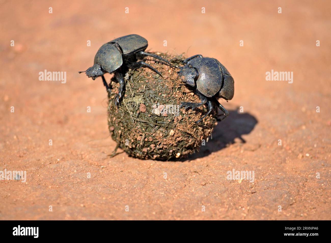 Dung Beetles on elephant dung, Madkiwe National Park, South Africa ...