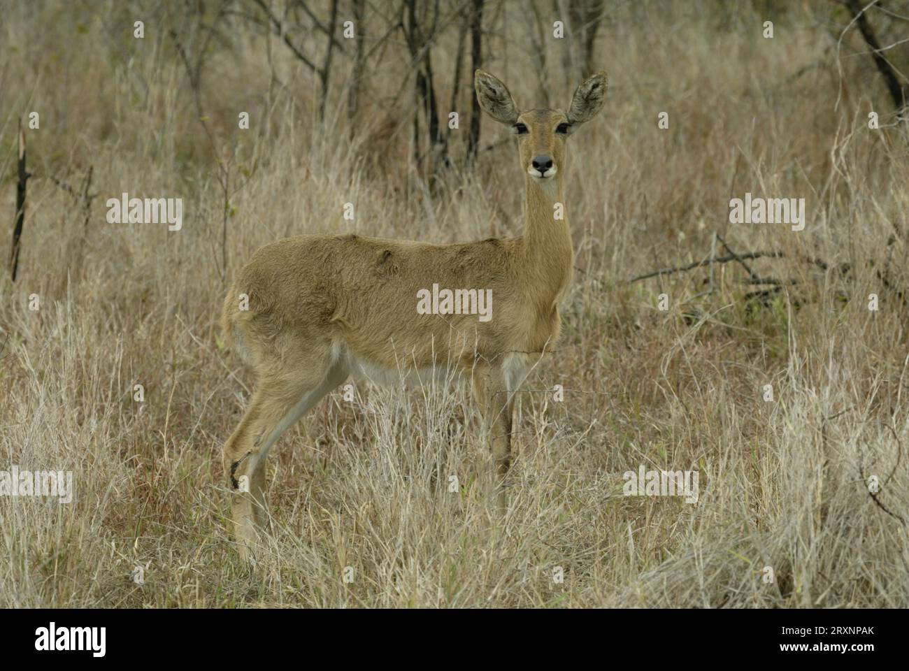 Bohor reedbuck female redunca redunca hi-res stock photography and ...