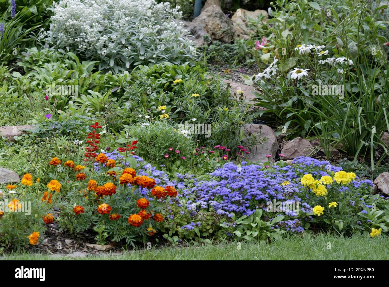 Bed of French Marigold, Flossflower (Ageratum houstonianum) (Tagetes ...