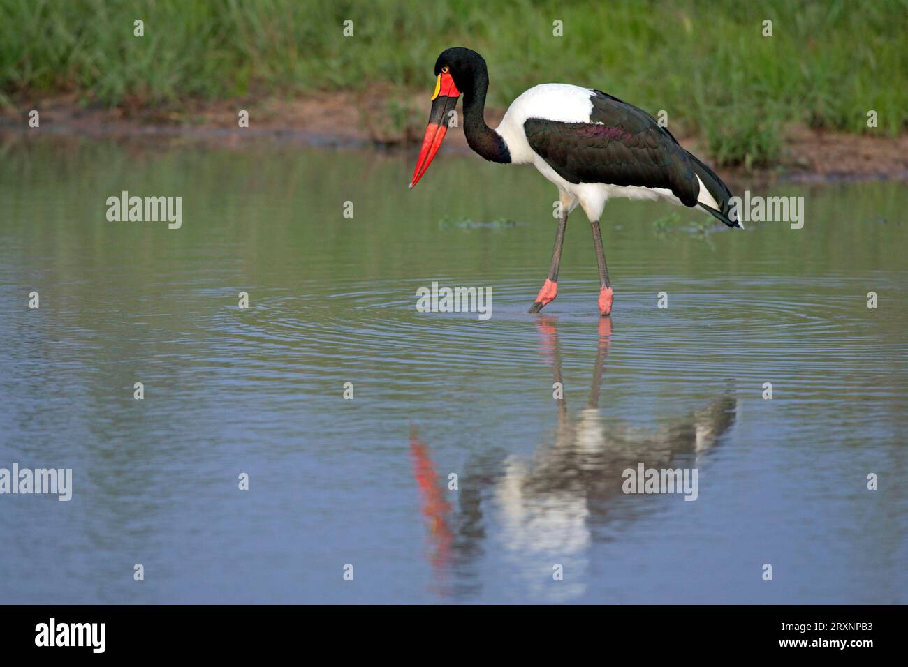 Saddle-bill Stork (Ephippiorhynchus senegalensis), Sabi Sand Game ...