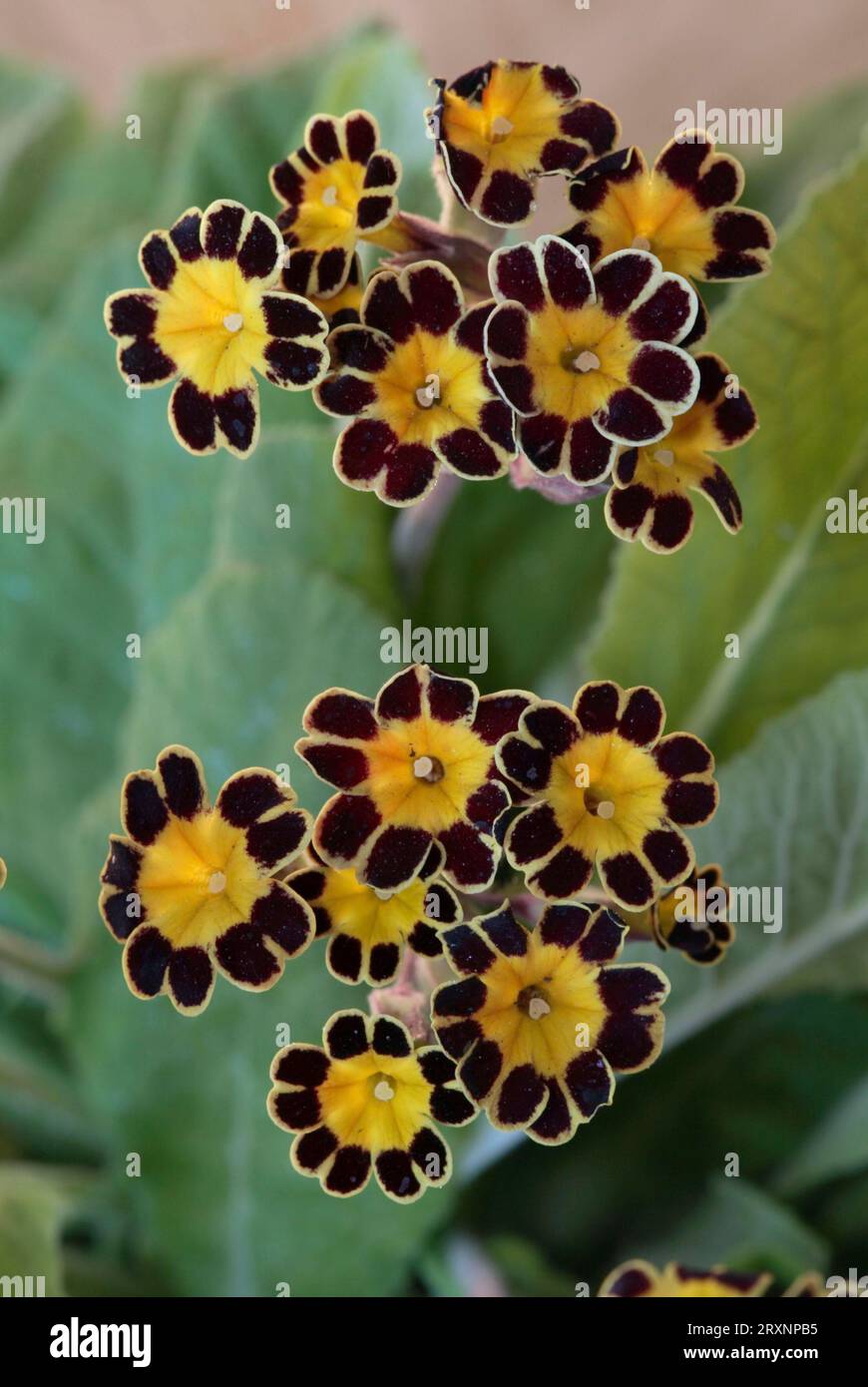 Golden primrose hi-res stock photography and images - Alamy