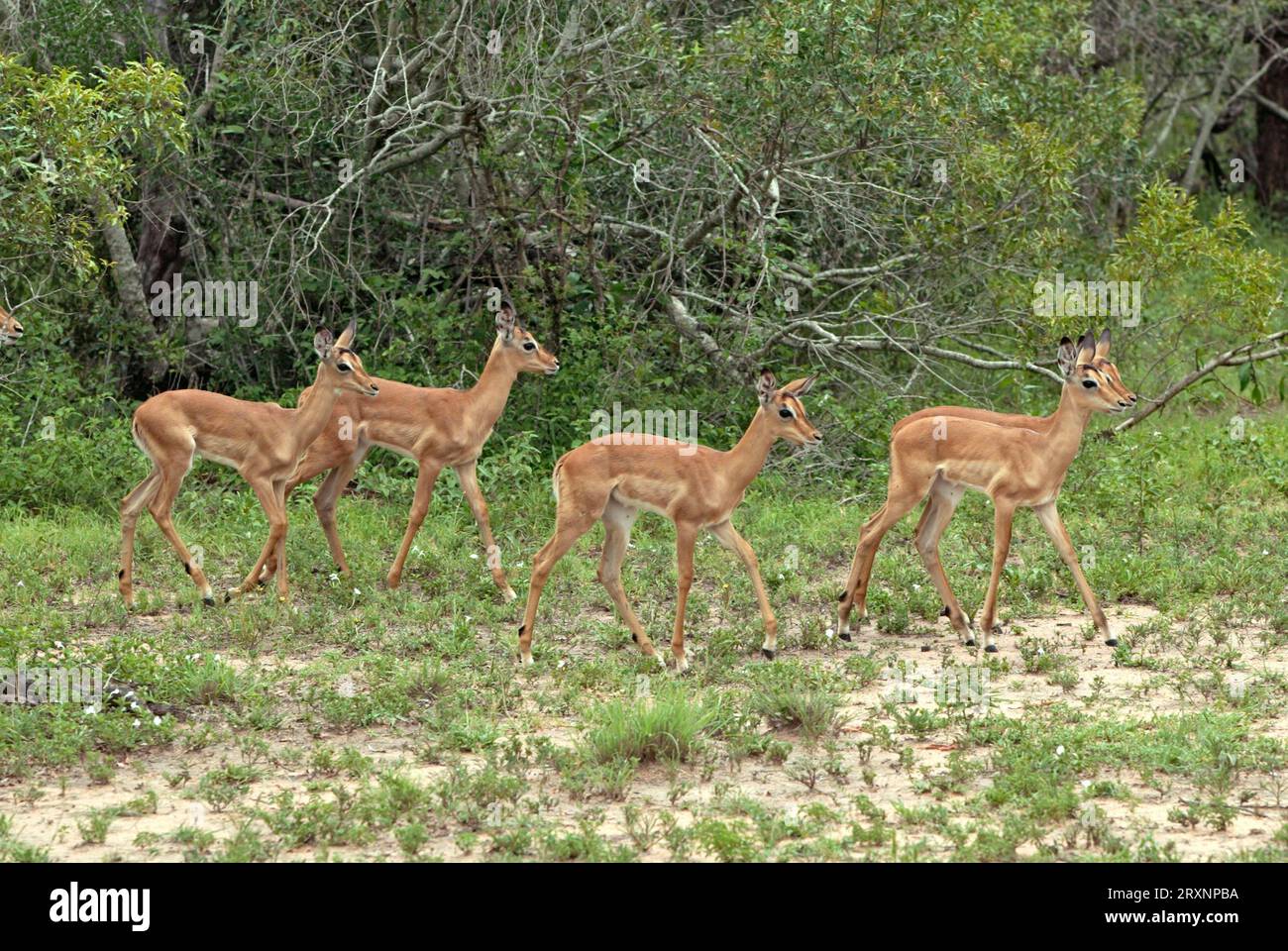 Young impalas, Kruger National Park, South Africa (Aepyceros melamphus ...