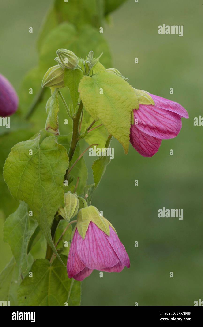 Abutilon x hybridum hi-res stock photography and images - Alamy