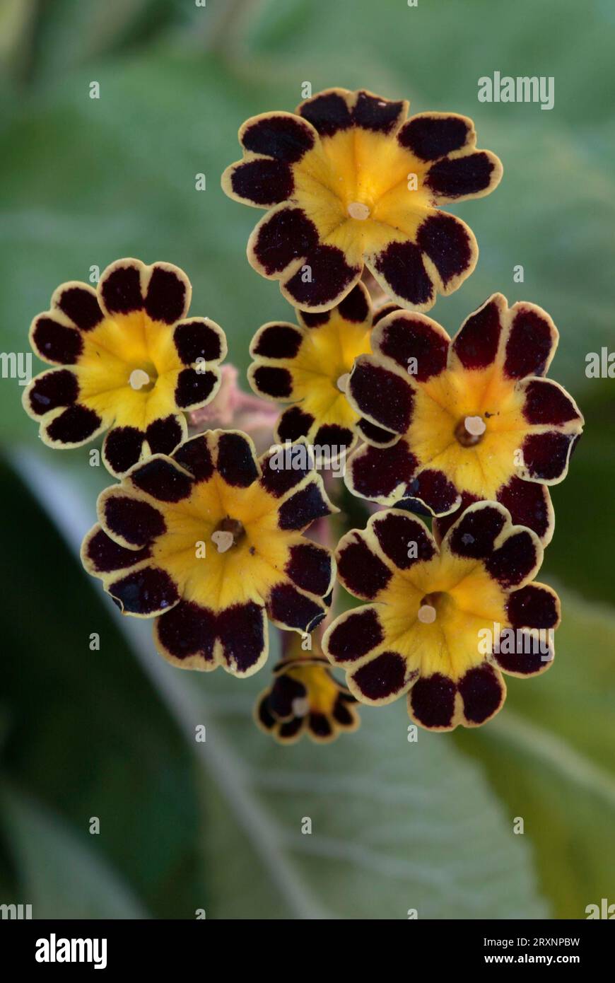 Primrose 'Victoriana Gold Lace' (Primula victoriana Stock Photo - Alamy