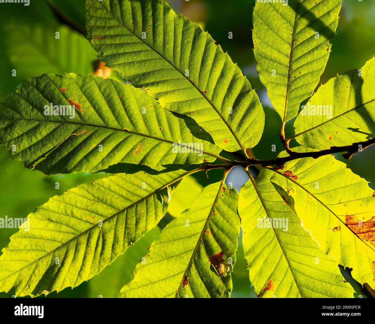Chestnut tree leaves hi-res stock photography and images - Alamy