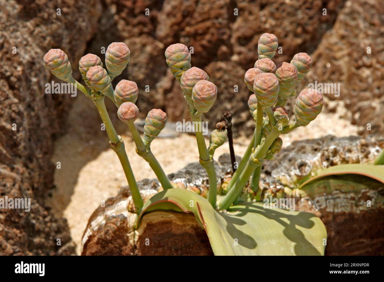 Welwitschia (Welwitschia mirabilis), female, Namib desert, Namibia ...