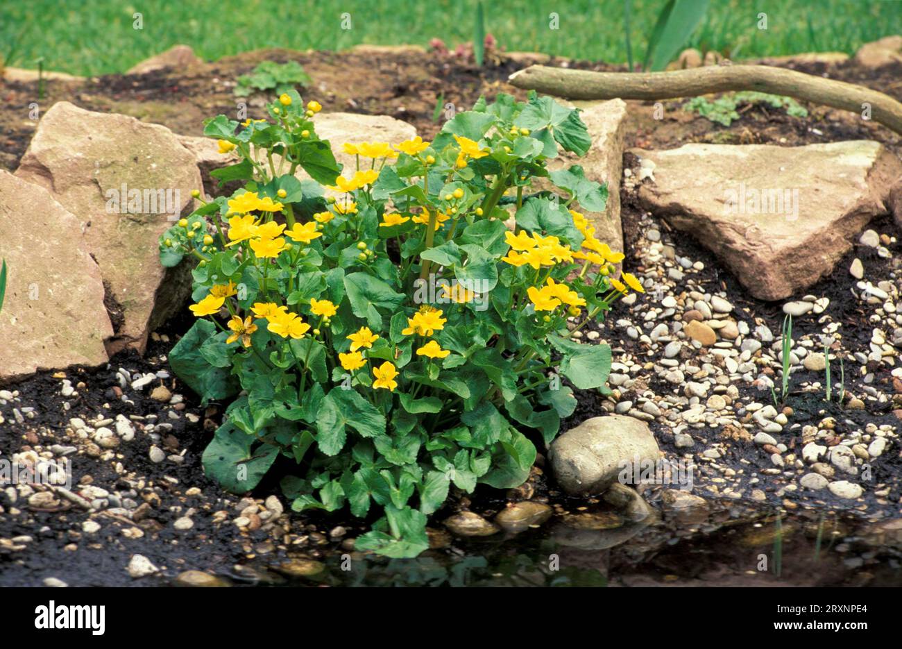 Marsh Marigold (Caltha palustris), marsh marigold Stock Photo - Alamy
