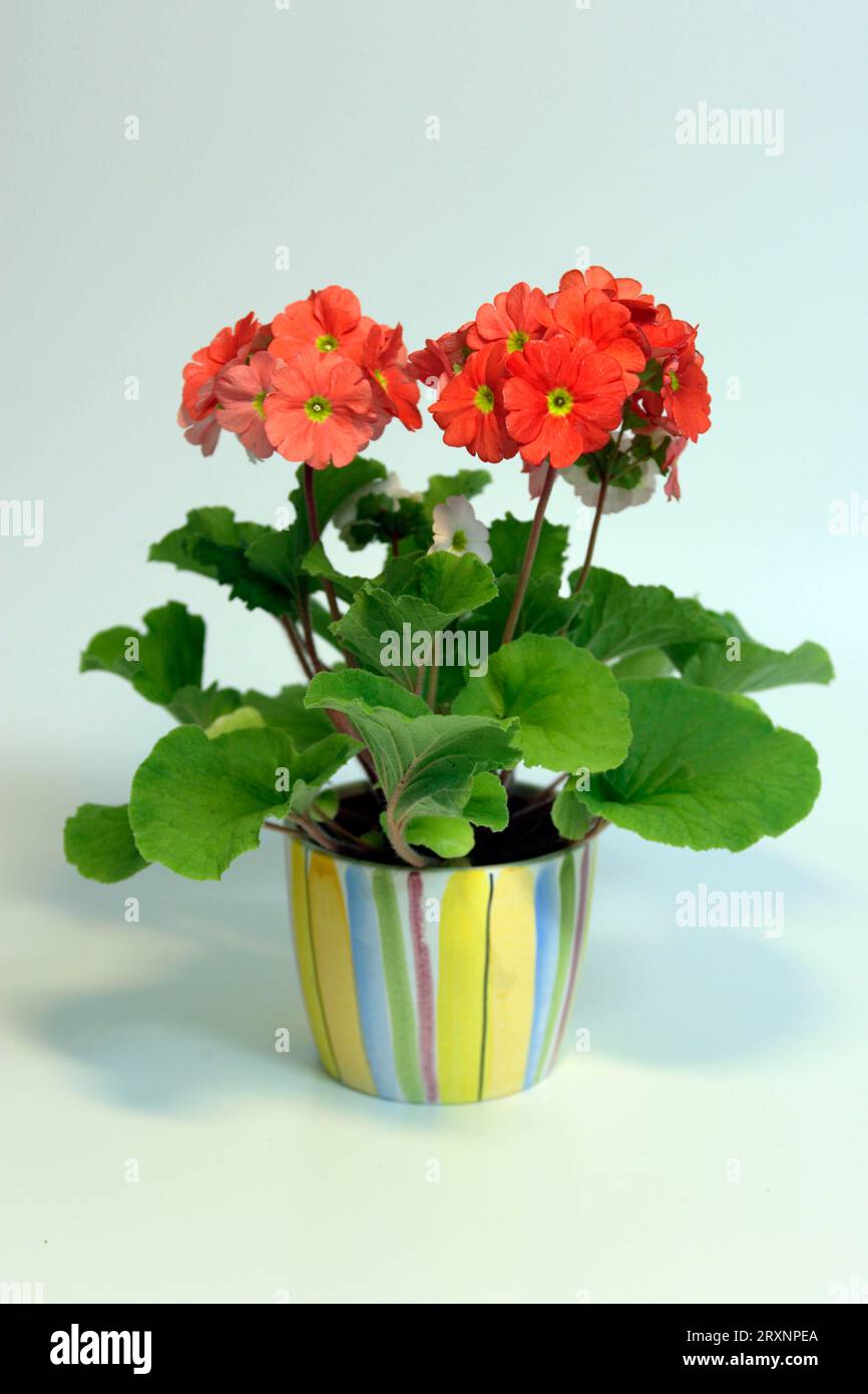 Flowers of primula obconica hi-res stock photography and images - Alamy