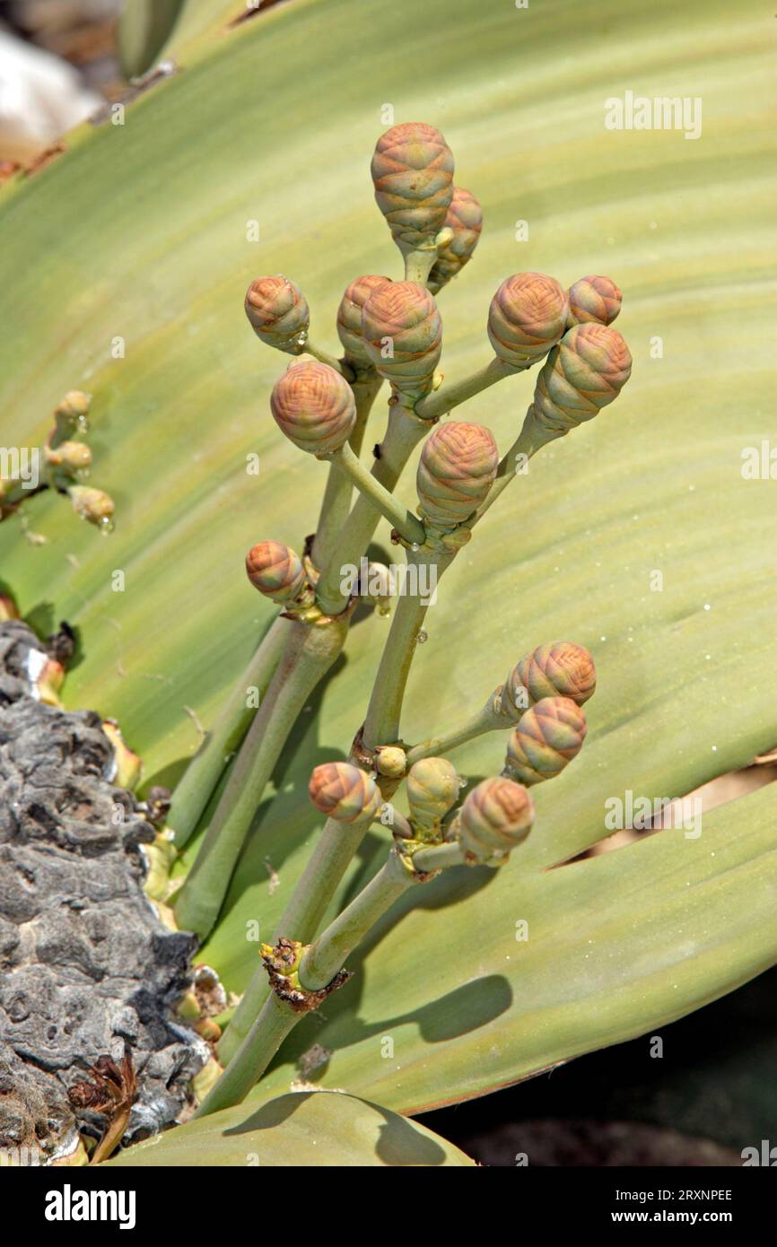 Welwitschia (Welwitschia mirabilis), female, Namib desert, Namibia ...