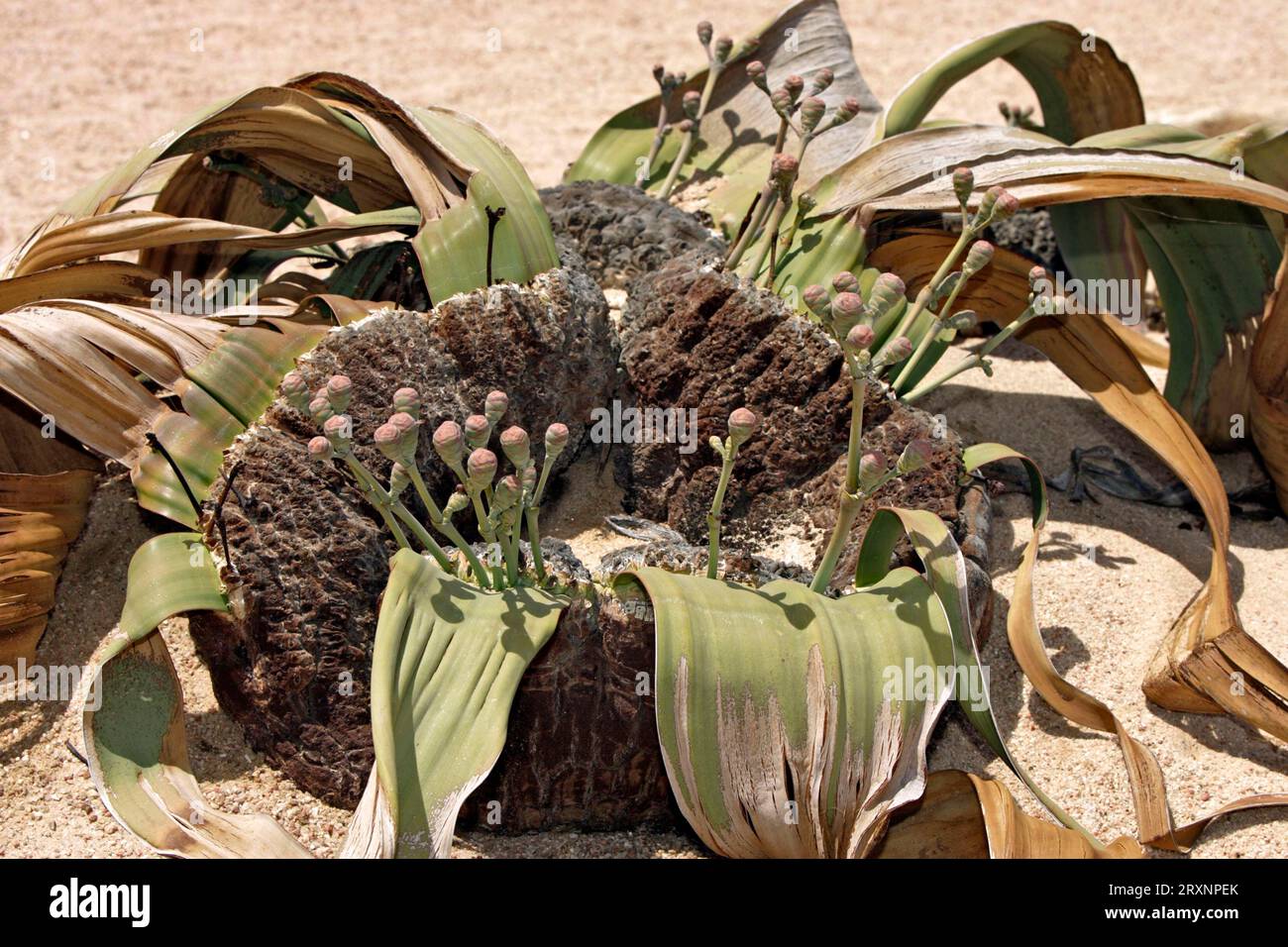 Welwitschia (Welwitschia mirabilis), female, Namib desert, Namibia ...