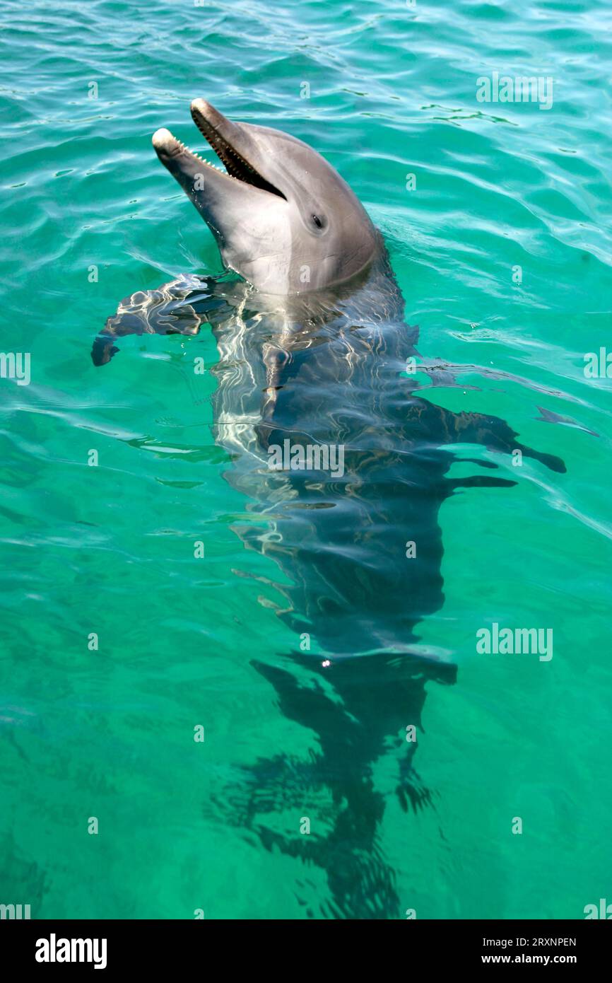 Bottlenose Dolphin (Tursiops truncatus), Caribbean, Honduras ...