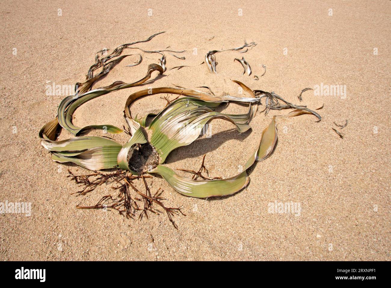 Welwitschia (Welwitschia mirabilis), Namib desert, Namibia Stock Photo ...