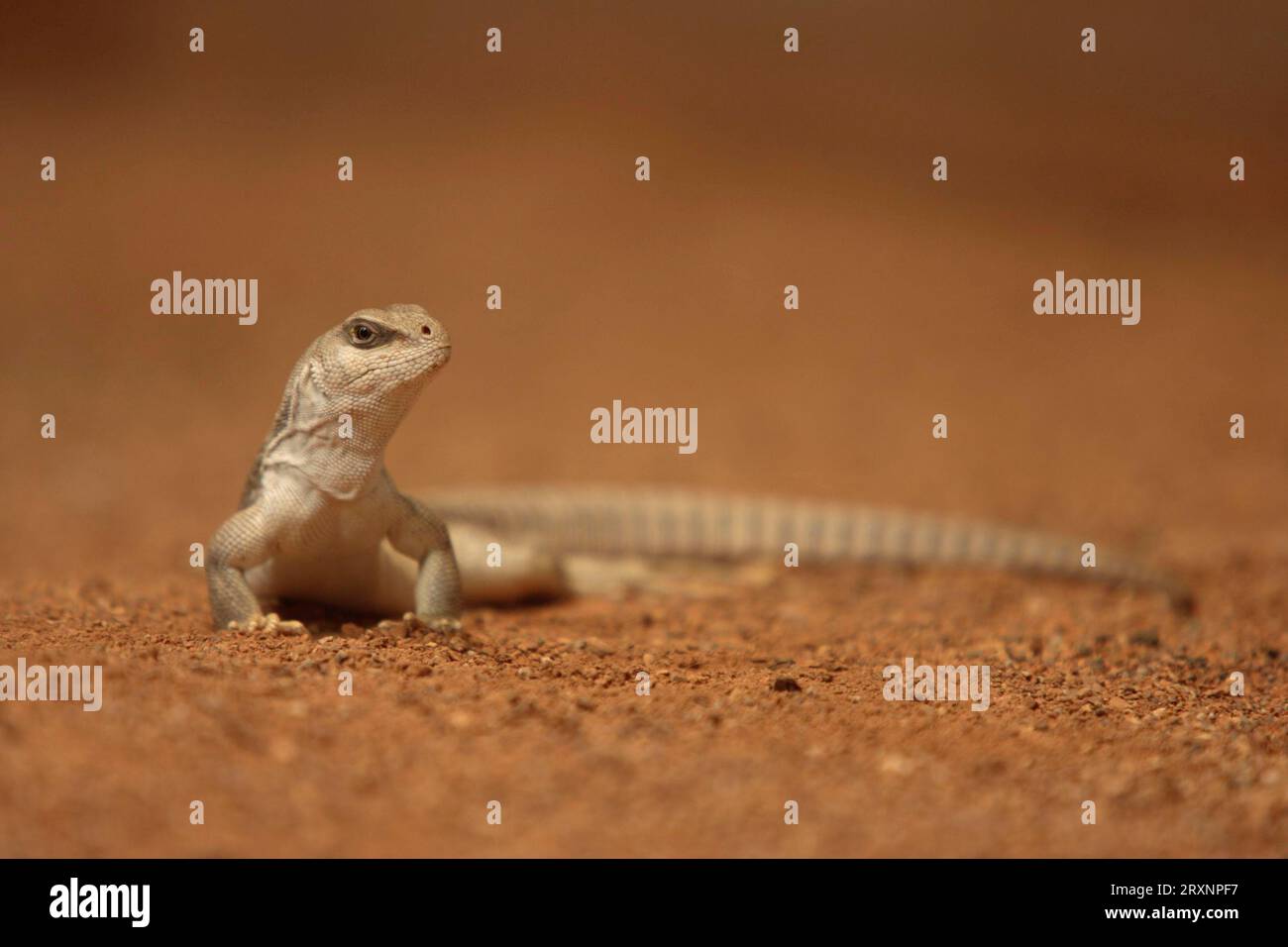 Desert iguana (Dipsosaurus dorsalis Stock Photo - Alamy