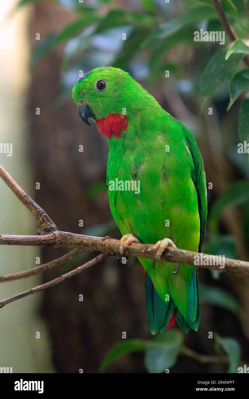 Blue-crowned Hanging Parrot (Loriculus galgulus Stock Photo - Alamy