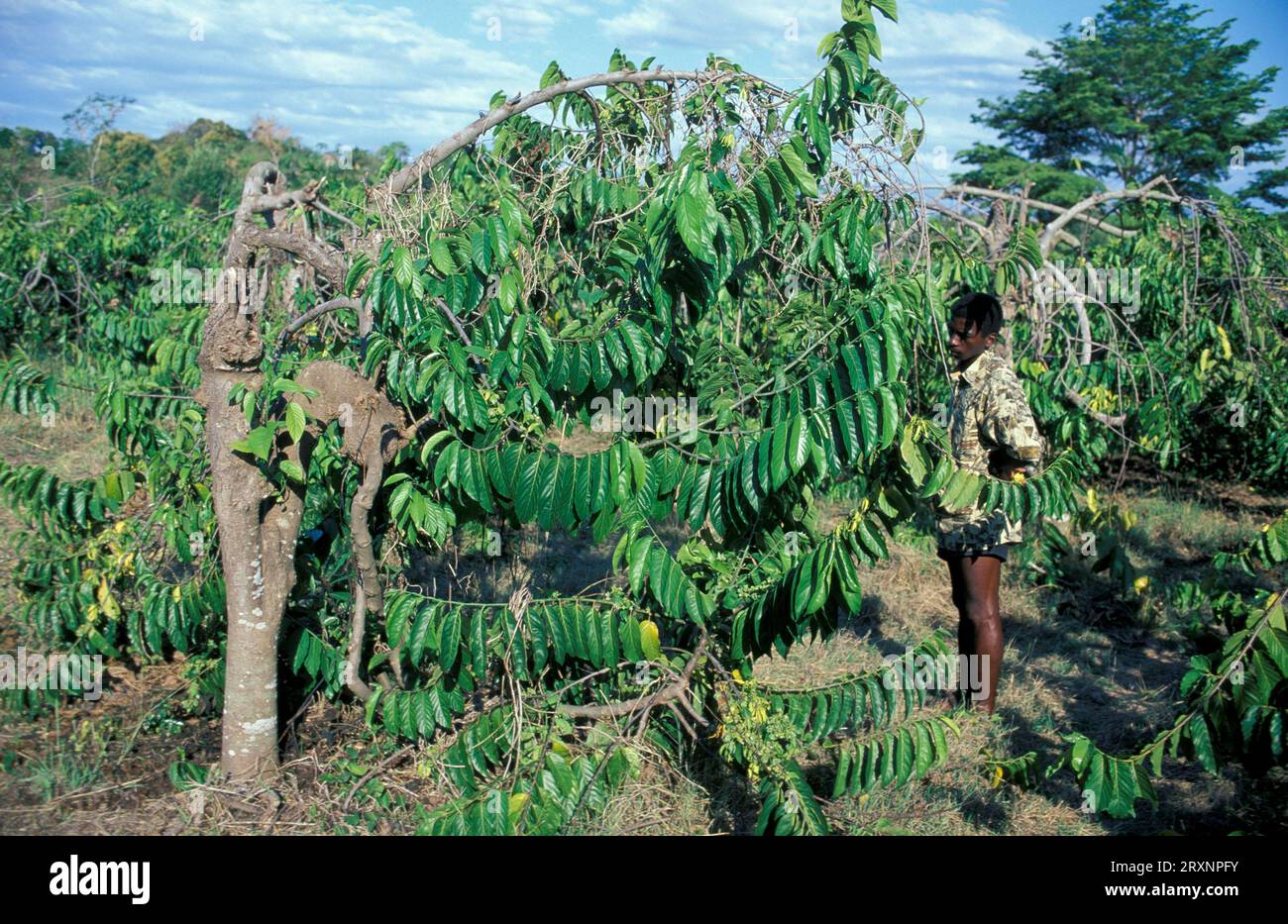 Ylang ylang plantation hi-res stock photography and images - Alamy