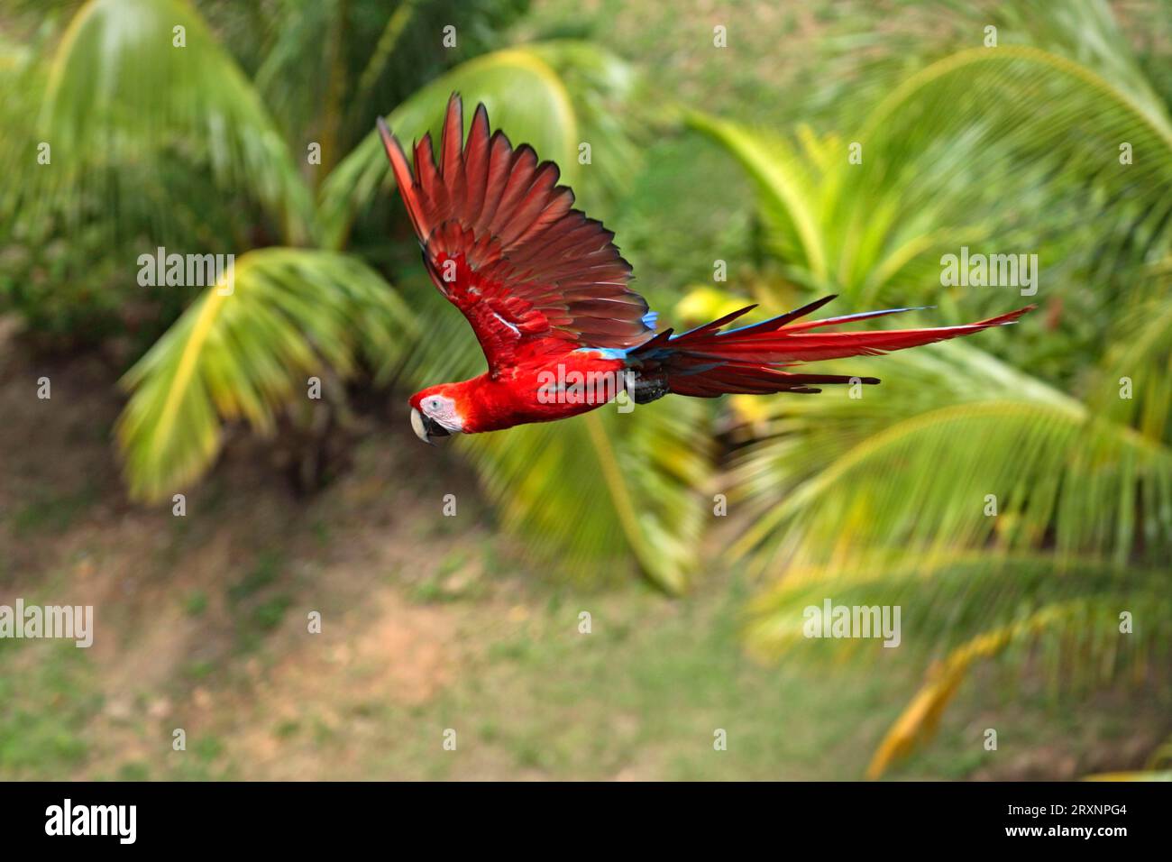 Scarlet Macaw (Ara macao), light red macaw, side, detachable Stock ...