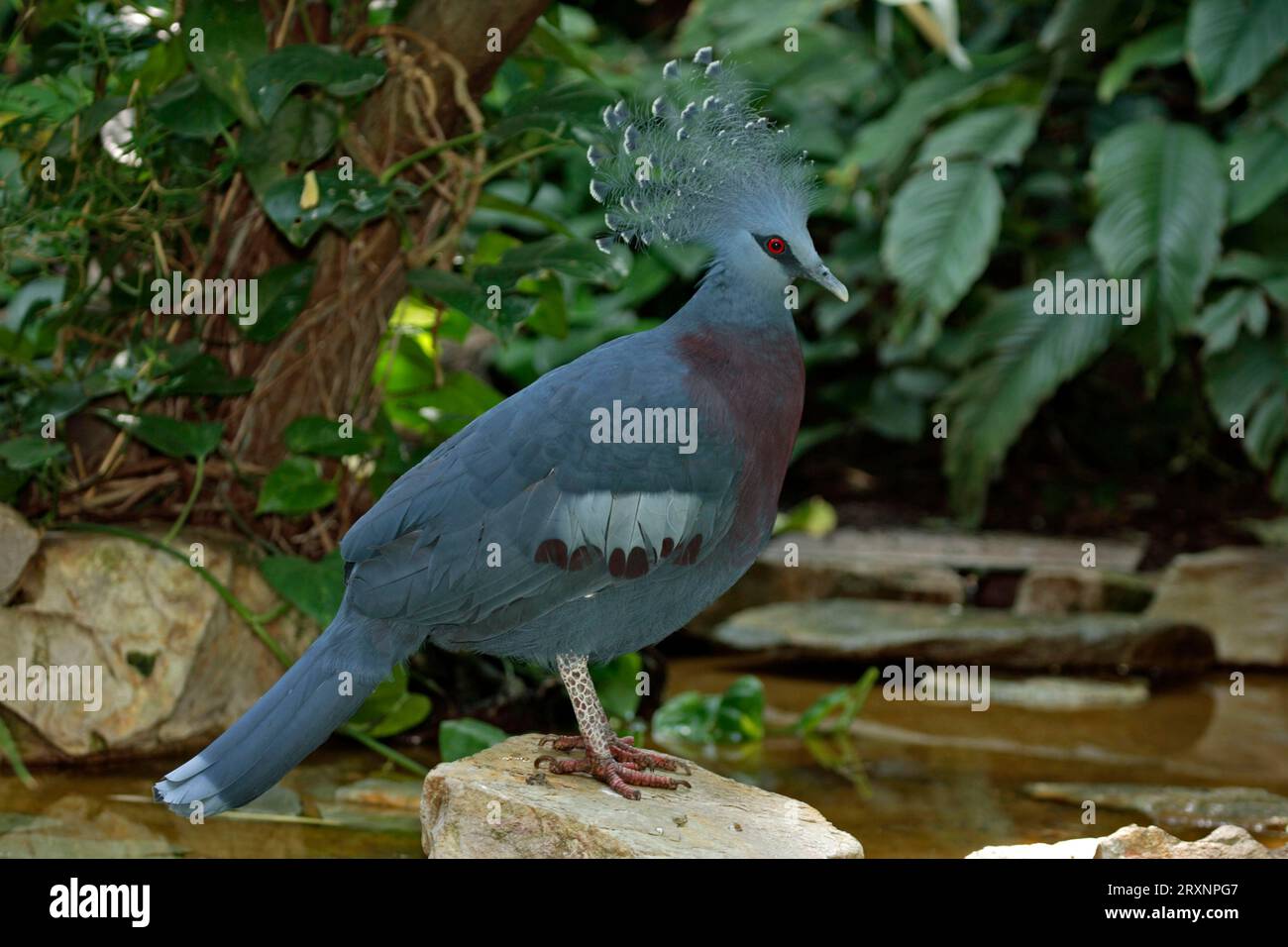Victoria Crowned Pigeon (Goura victoria), Fan Crowned Pigeon, lateral ...