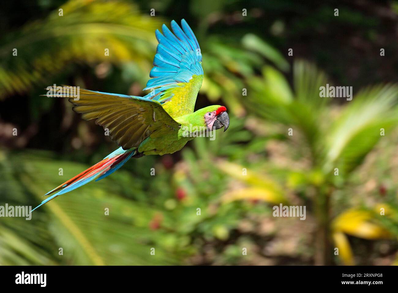 Military Macaw (Ara militaris Stock Photo - Alamy