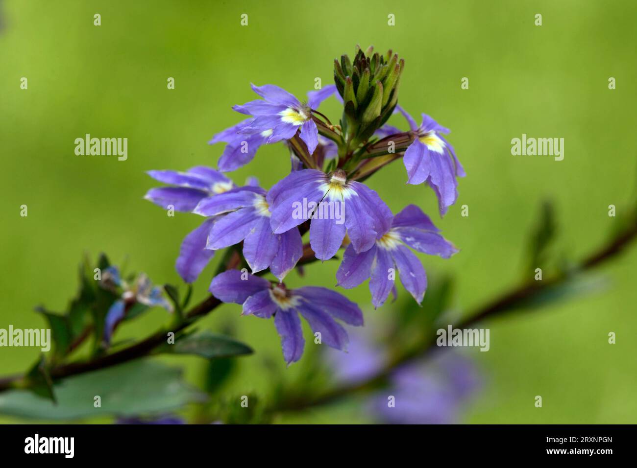 Blue fan flower hi-res stock photography and images - Alamy