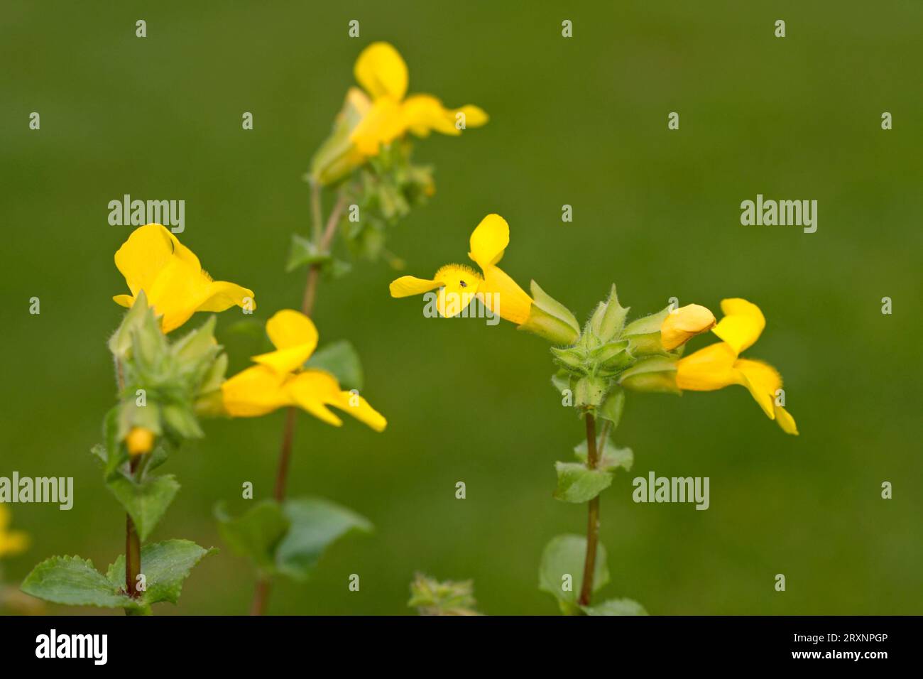 Allegheny Monkey Flower (Mimulus ringens Stock Photo - Alamy