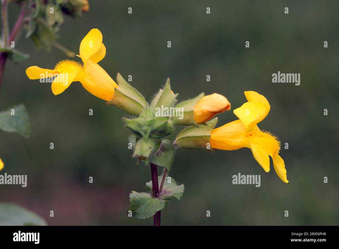Allegheny Monkey Flower (Mimulus ringens Stock Photo - Alamy