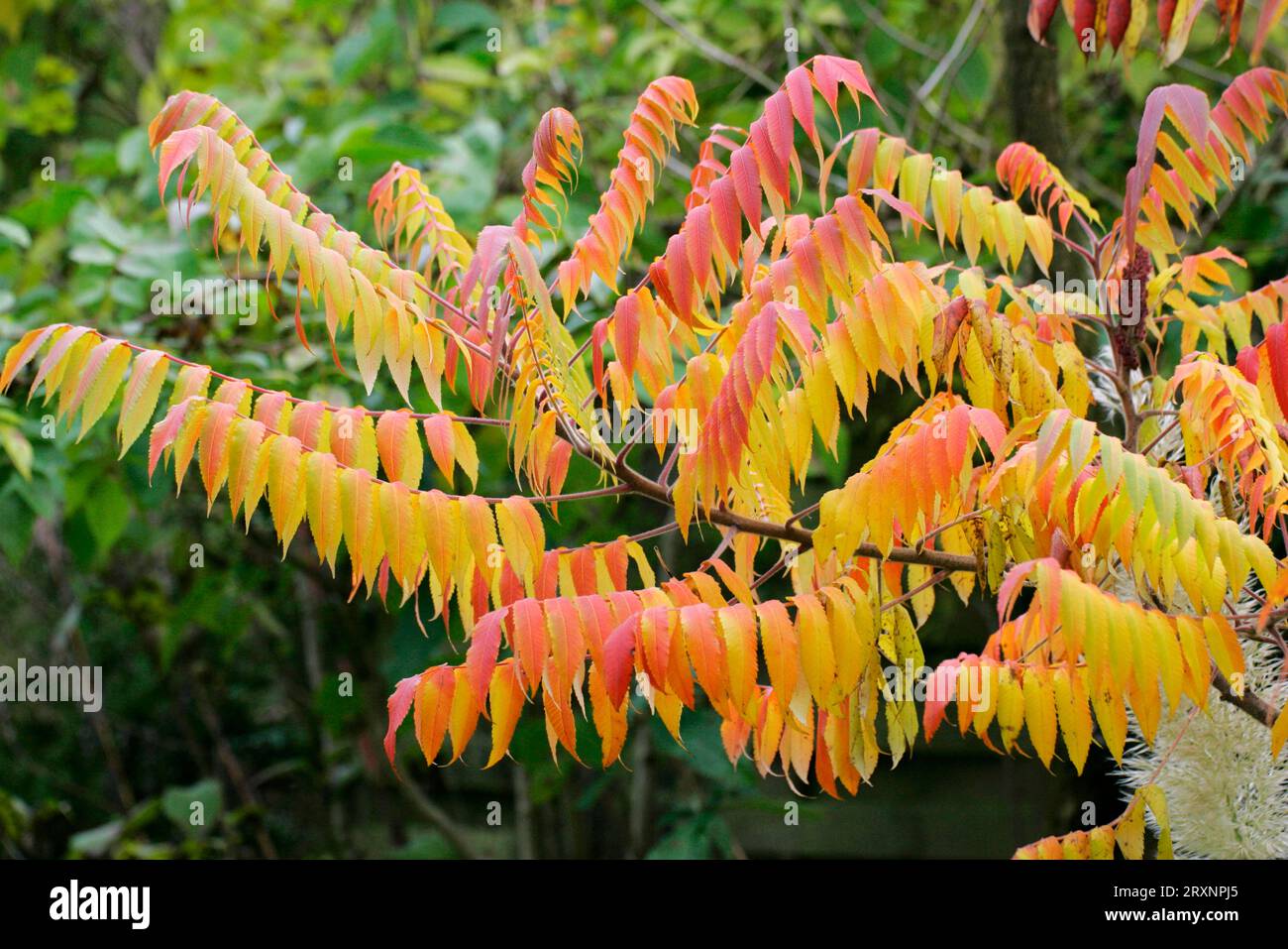 Staghorn sumac ornamental plant hi-res stock photography and images - Alamy