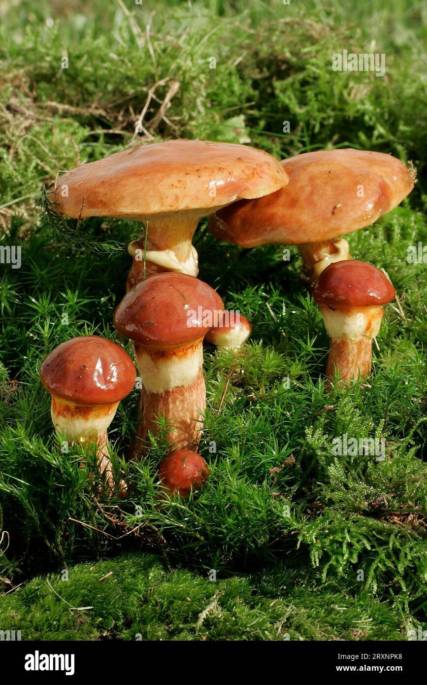 Golden yellow bolete hi-res stock photography and images - Alamy