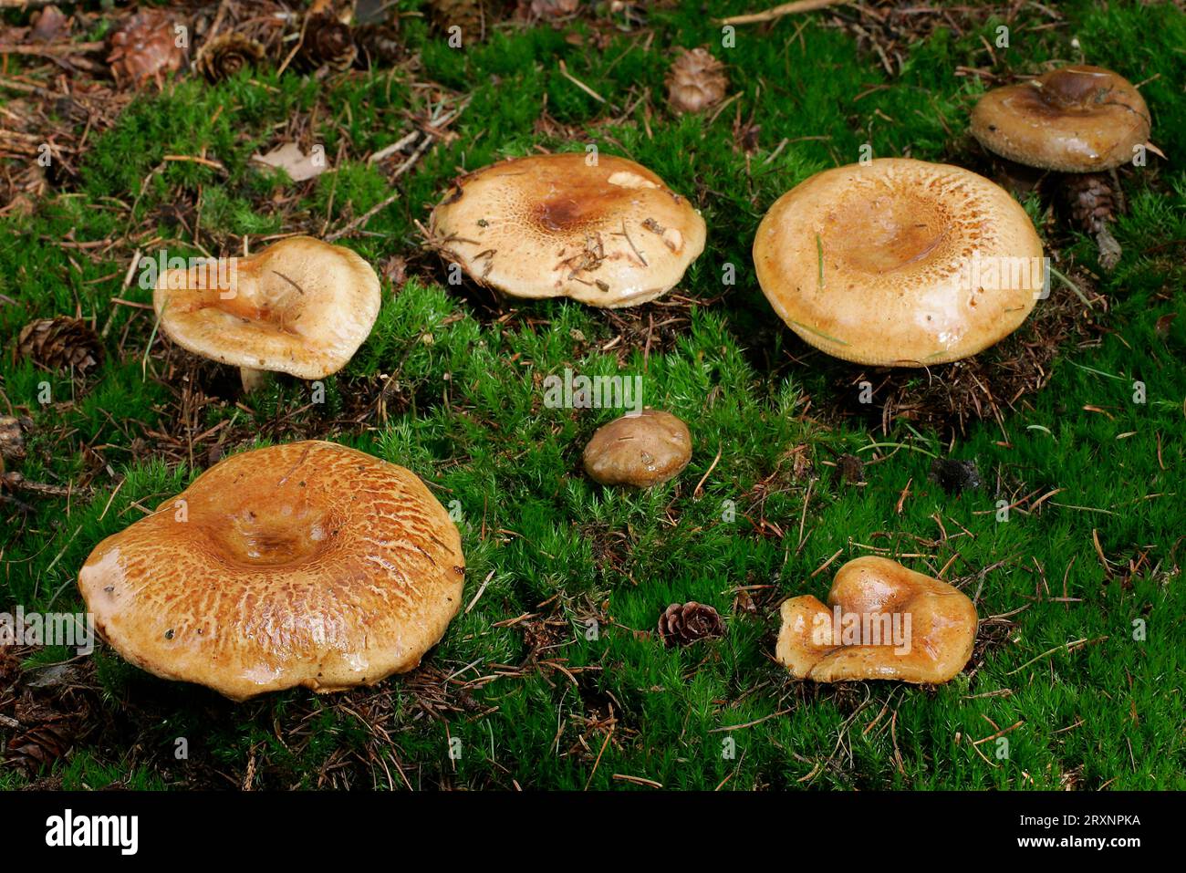 Toxic paxillus involutus mushroom hi-res stock photography and images ...
