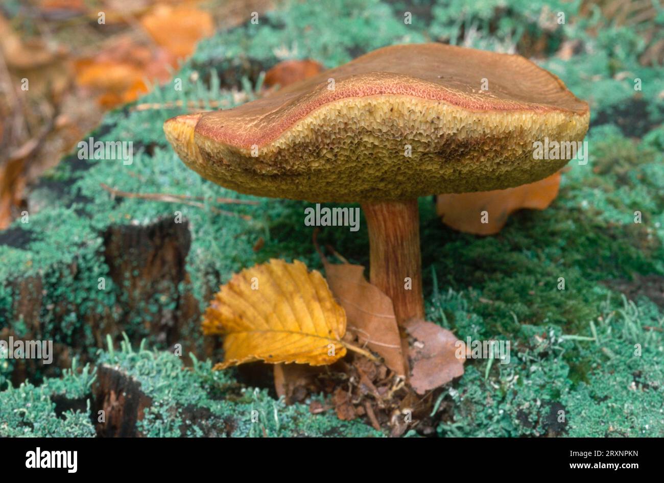 Red-cracked Boletus, Mecklenburg-Western Pommerania, Germany (Xerocomus ...
