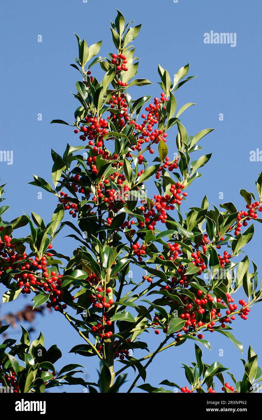 Holly (Ilex aquifolium), holly, Hollyhock, Holly family, Aquifoliaceae ...