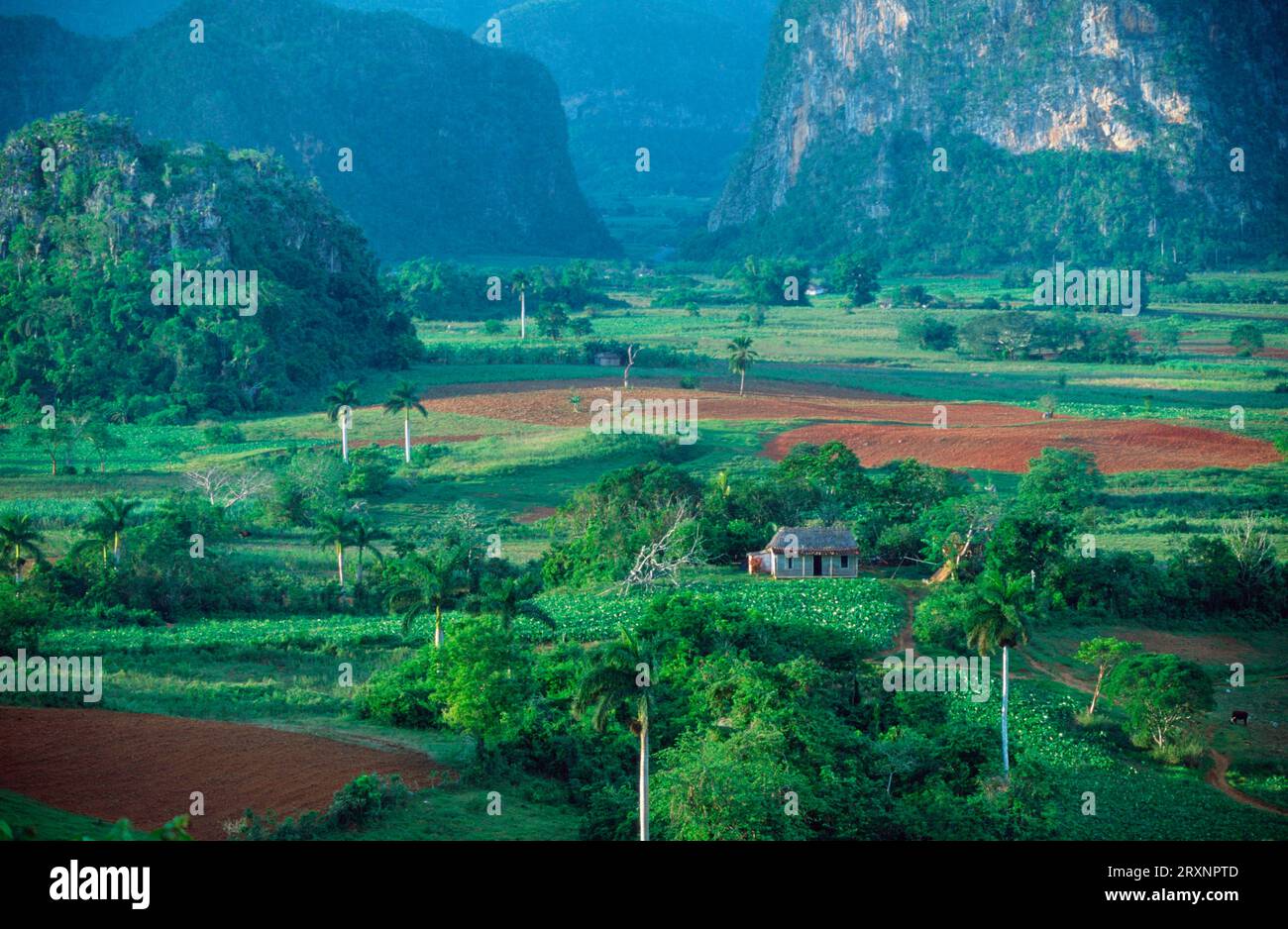Vinales valley with tobacco fields and limestone rocks Mogotes, Cuba ...