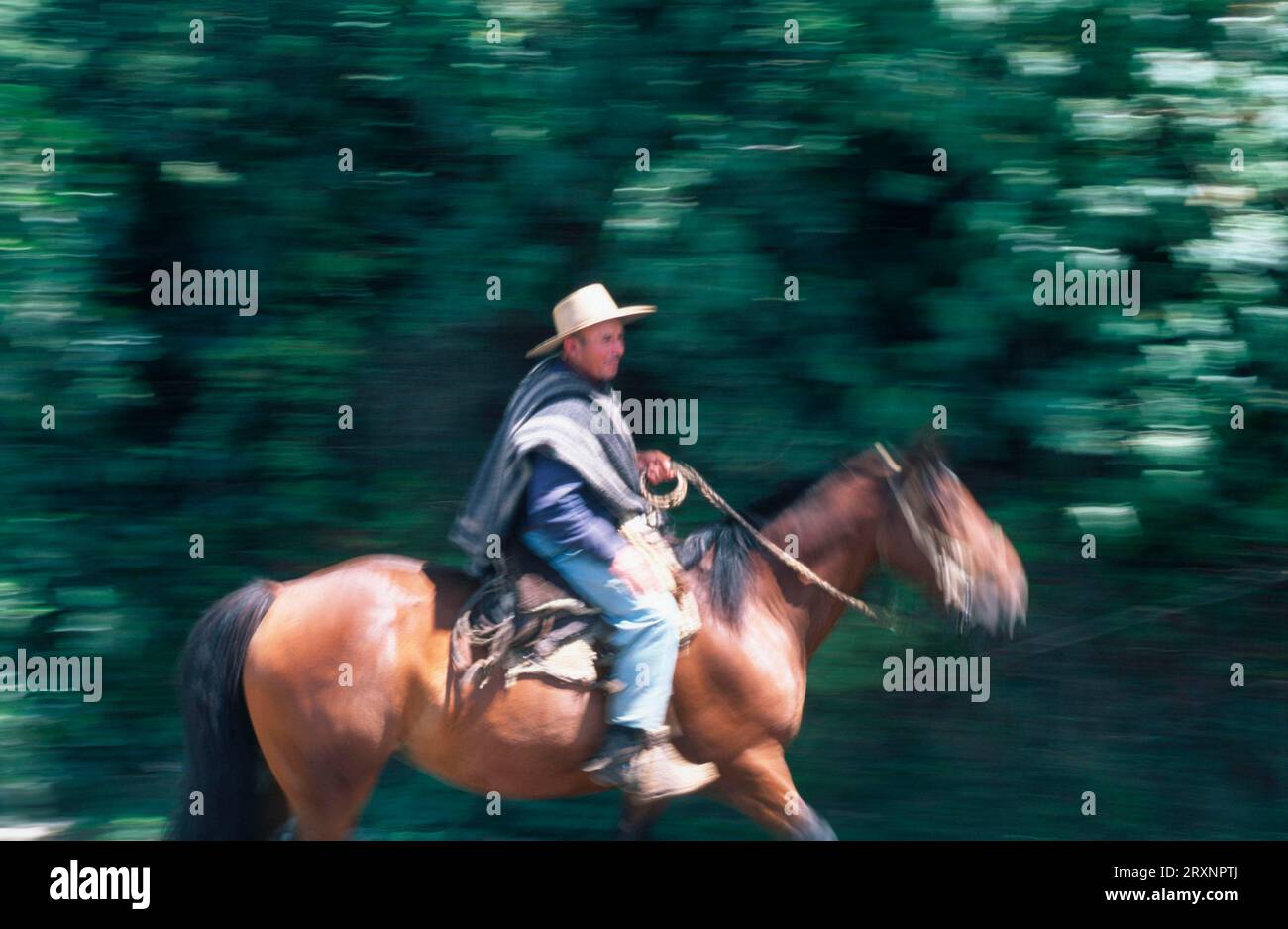 Gaucho shepherd horse chile hi-res stock photography and images - Alamy