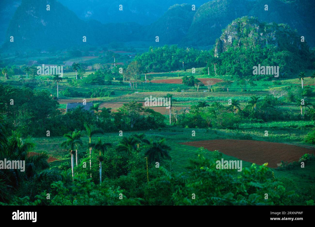Vinales valley with tobacco fields and limestone rocks Mogotes, Cuba ...