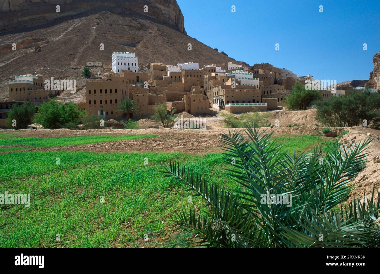 Yemen desert oasis hi-res stock photography and images - Alamy