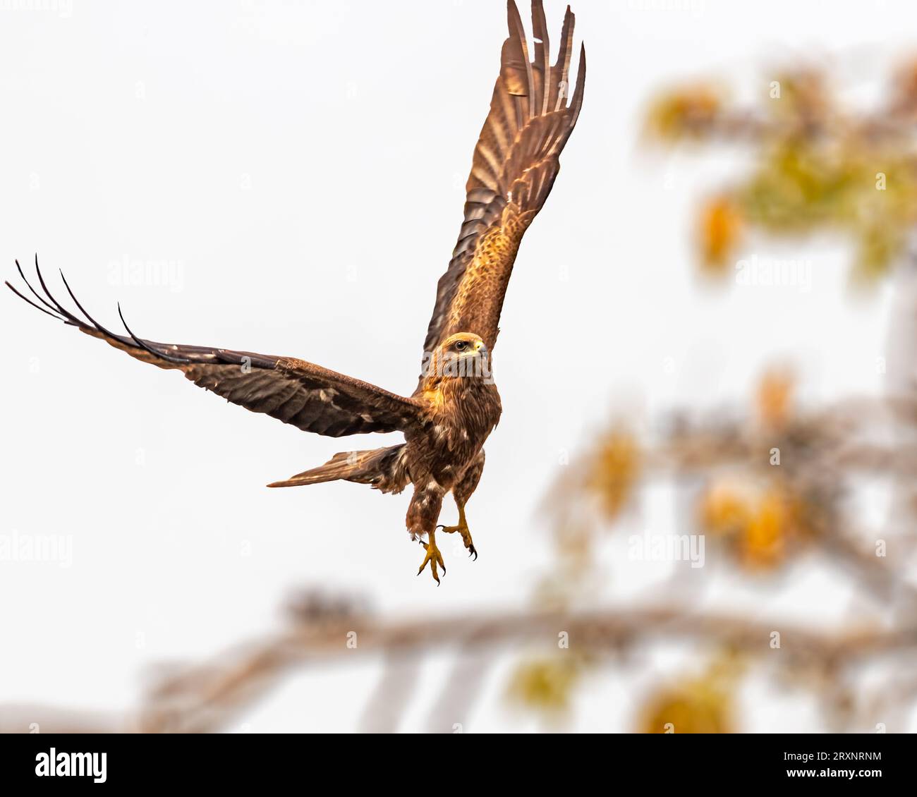 Wings in v hi-res stock photography and images - Alamy