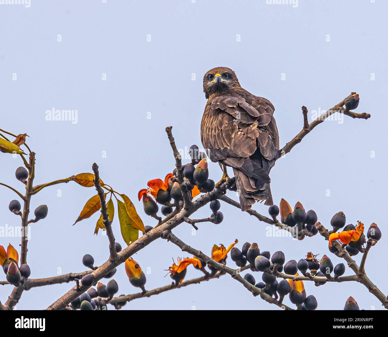 A Black Kite with its neck rotated at 180 Stock Photo - Alamy