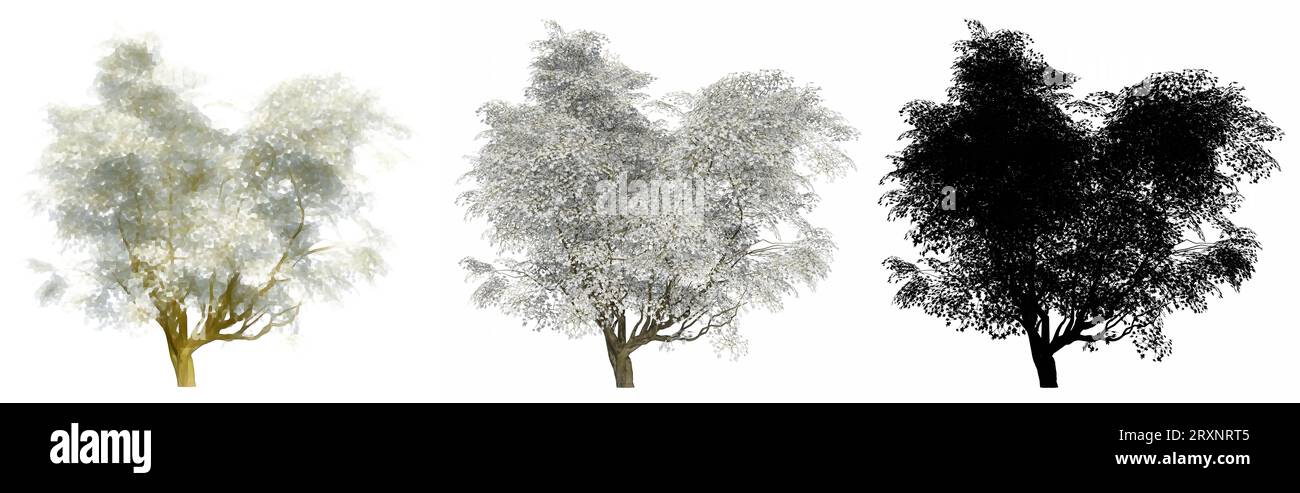 Magnolia Tree Silhouette