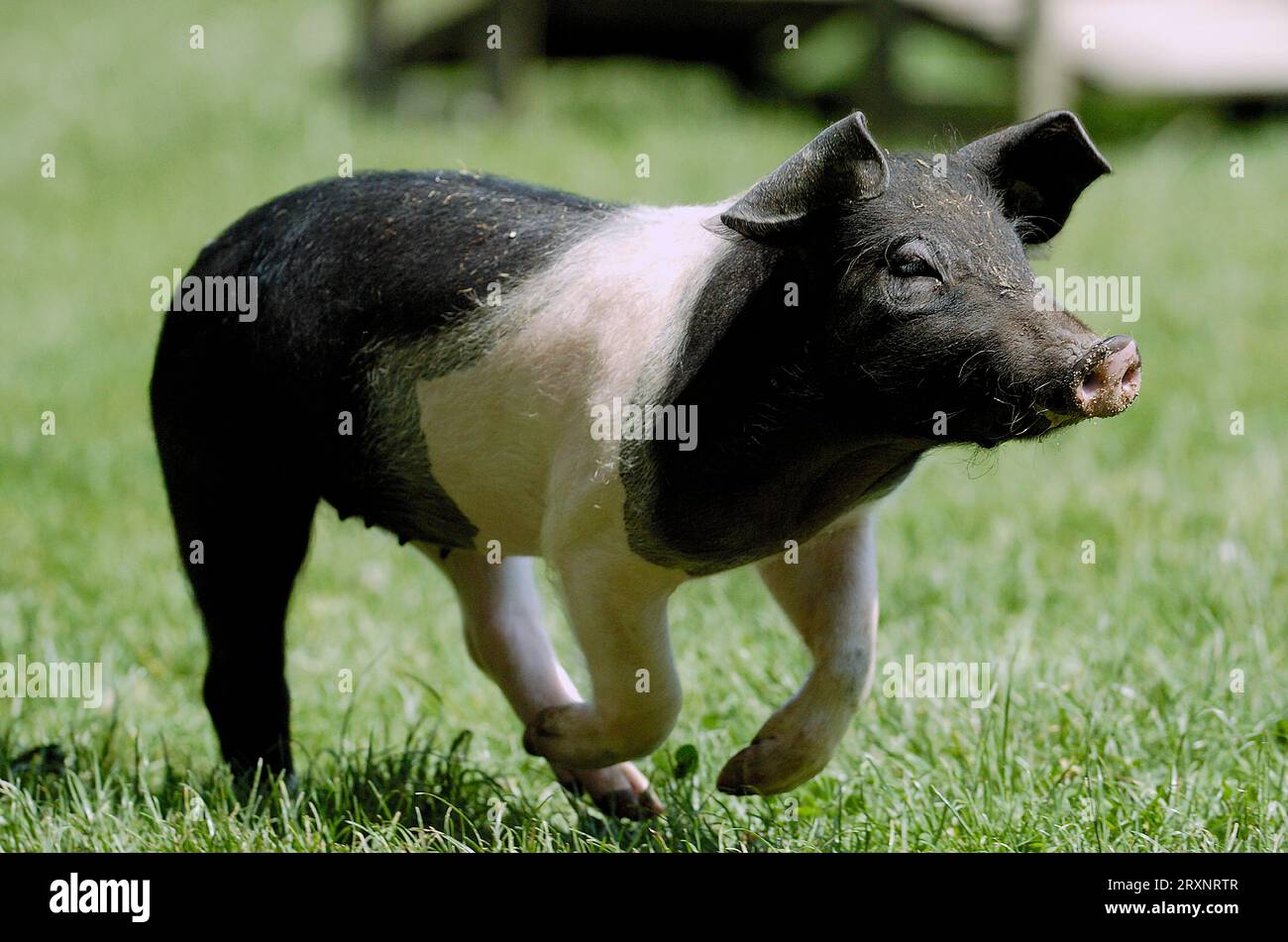 Pig racing hi-res stock photography and images - Alamy
