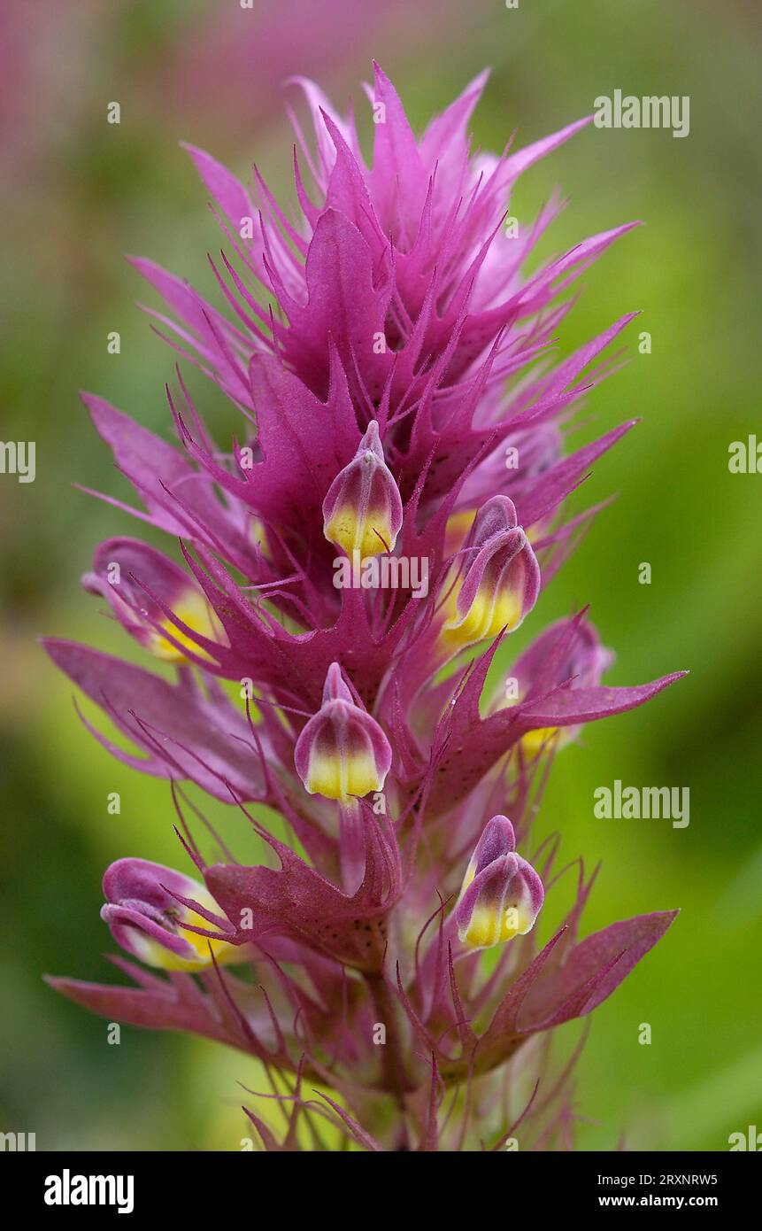 Field Cow wheat (Melampyrum arvense), Hesse, Germany Stock Photo - Alamy