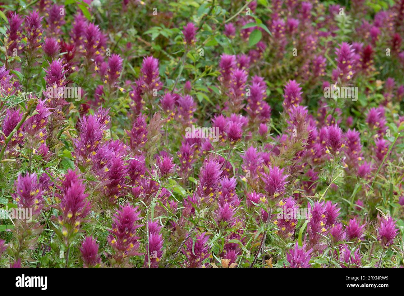 Field Cow wheat (Melampyrum arvense), Hesse, Germany Stock Photo - Alamy
