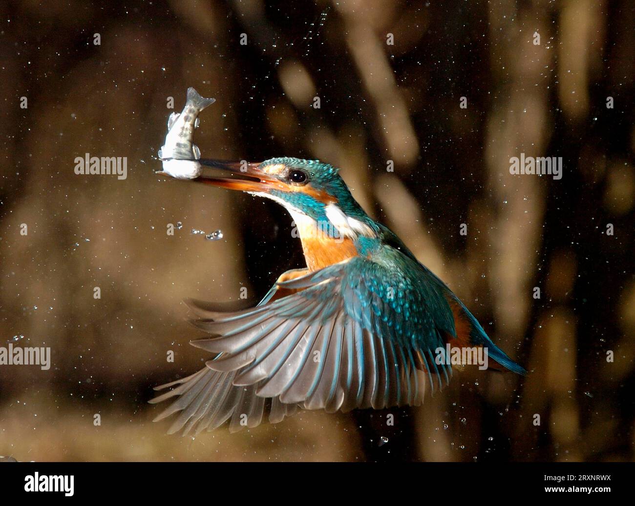 Kingfisher with captured fish, Common kingfishers (Alcedo atthis), free ...