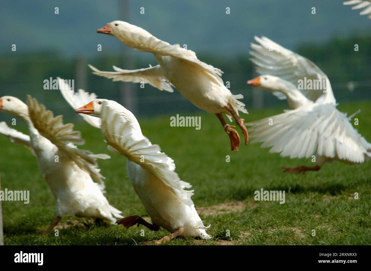 Domestic geese, free-range, goose, geese, Germany Stock Photo - Alamy